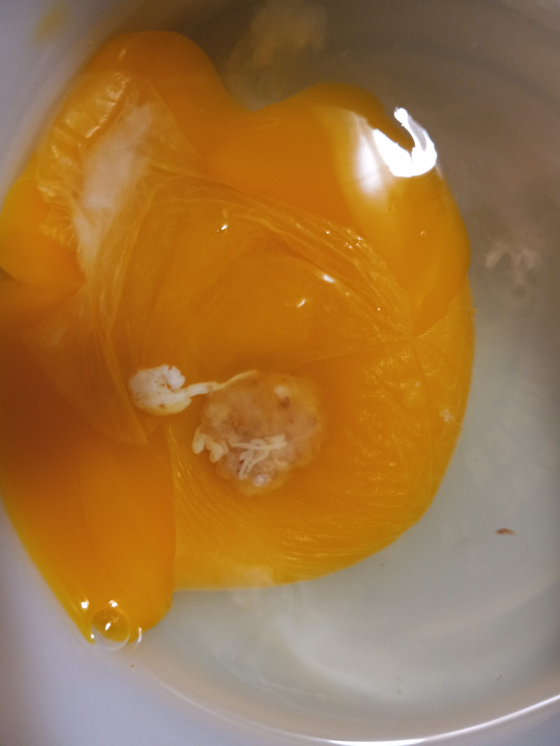 Ask the Expert: February/March 2024 - Backyard Poultry